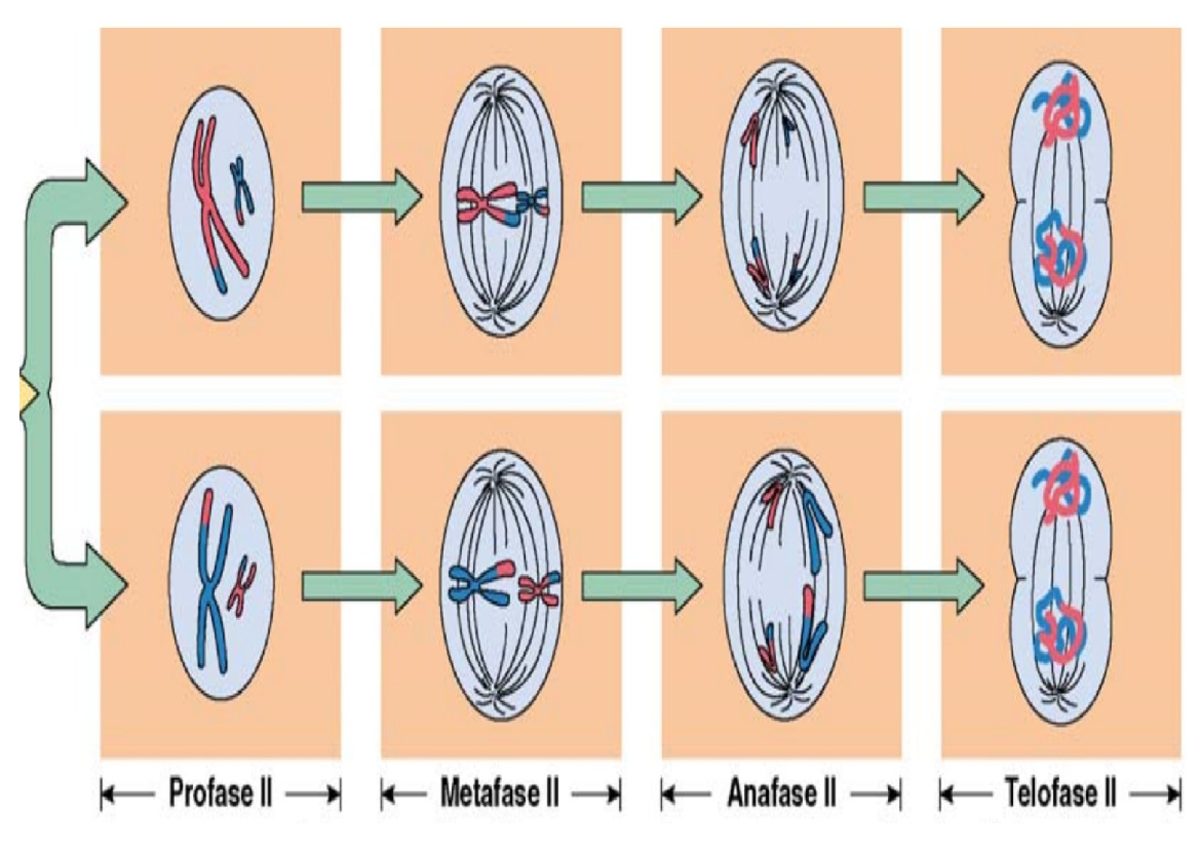 Mitosis - Embriología I - Studocu