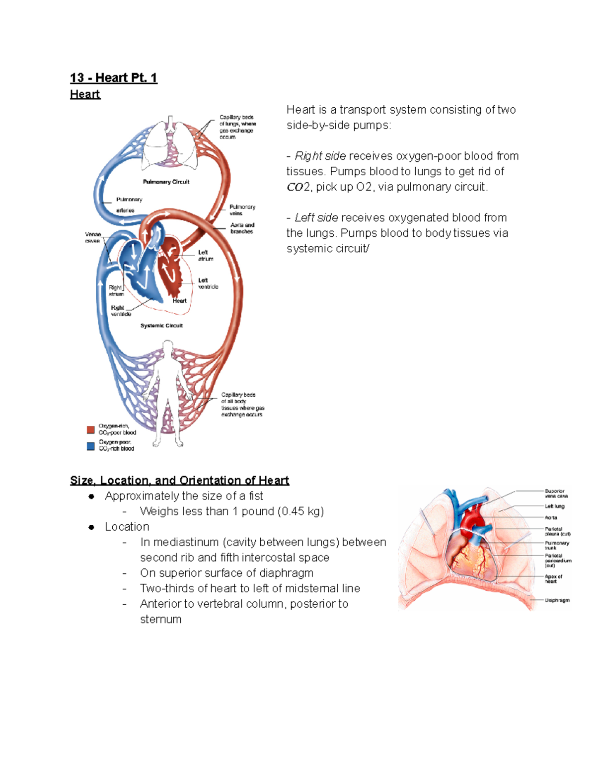 13 & 14 - Heart Pt. 1-2 - Lecture notes - 13 - Heart Pt. 1 Heart Heart ...
