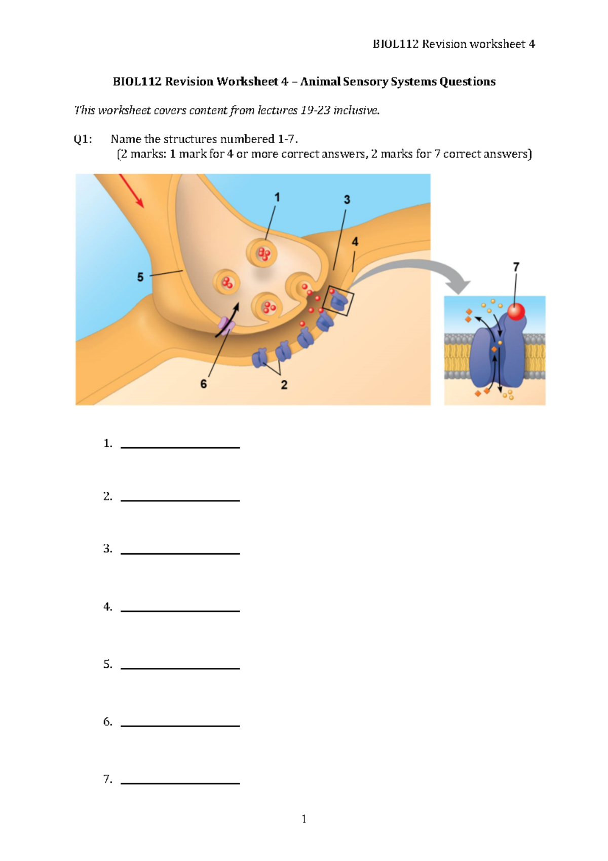 BIOL112 Revision Worksheet 4 - Sensory Systems Questions - BIOL112 ...