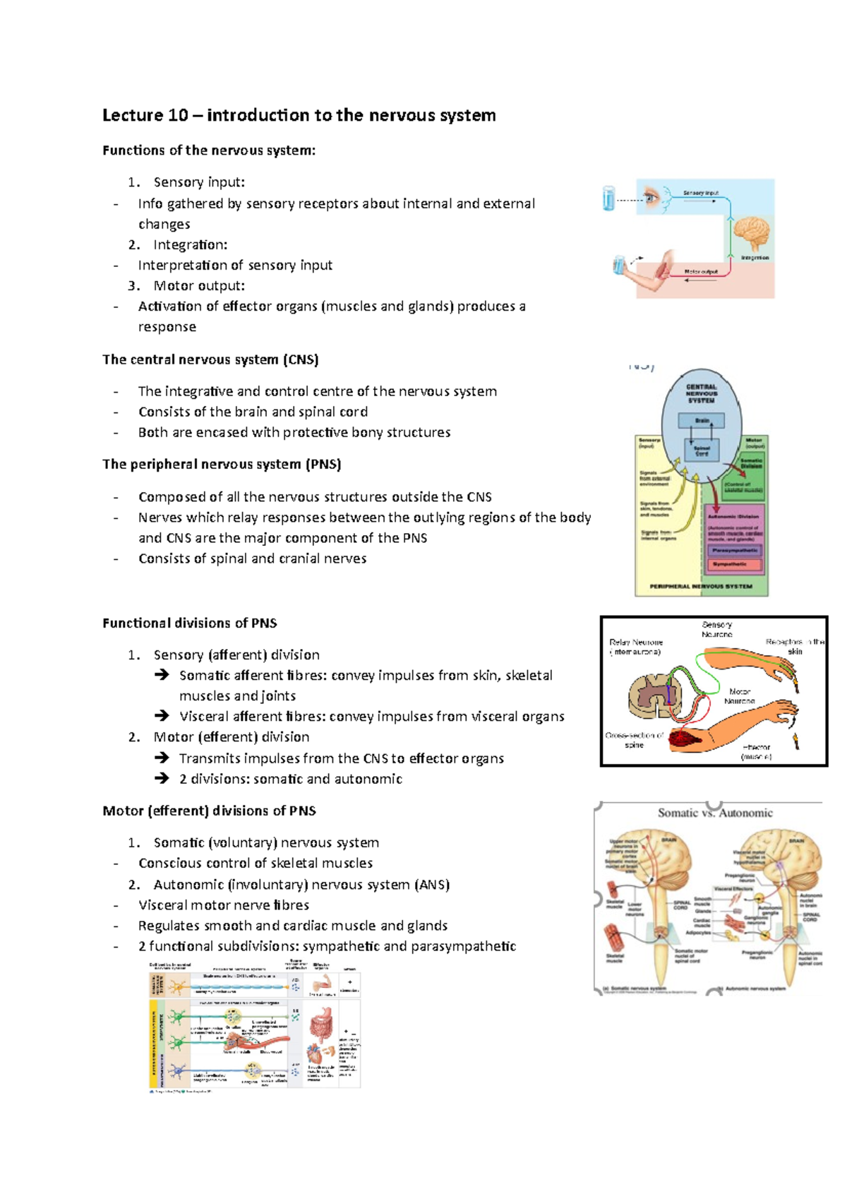 Introduction to the Nervous system - Lecture 10 – introduction to the ...
