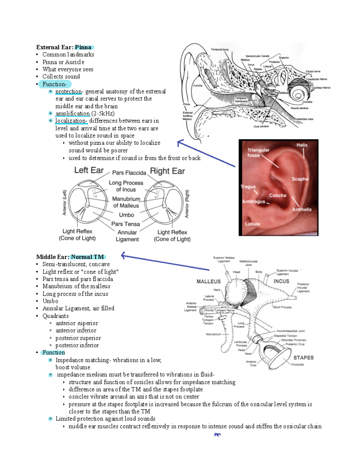 Anatomy and Physiology - External Ear: Pinna Common landmarks Pinna or ...