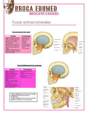 Región Maseterina - REGIÓN MASETERINA FORMA Ubicada en la parte lateral ...