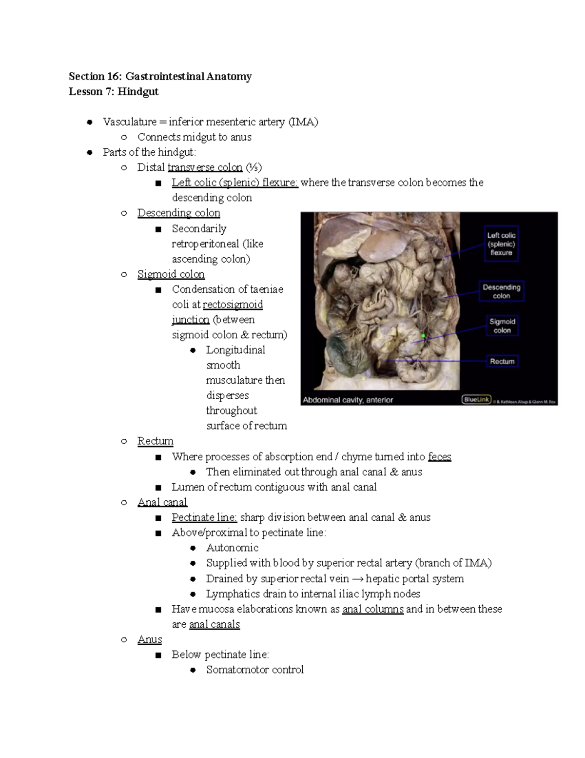 62- Hindgut - Section 16: Gastrointestinal Anatomy Lesson 7: Hindgut ...