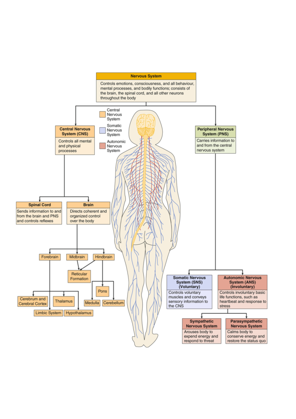 Neuroscience 2 - lecture note - PHIL1000 - Studocu