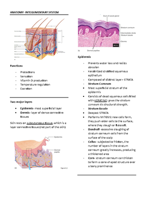 Anatomy Integumentary System - ANATOMY- INTEGUMENTARY SYSTEM Functions ...