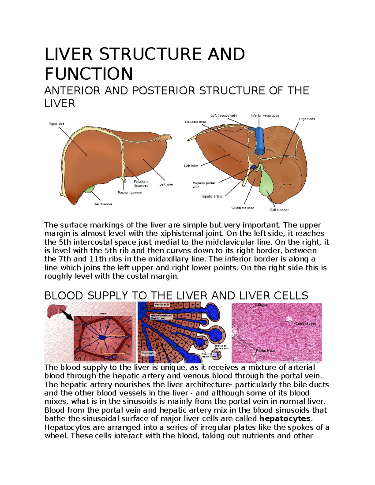 Liver Structure and Function: Anatomy and Physiology Overview - LIVER ...