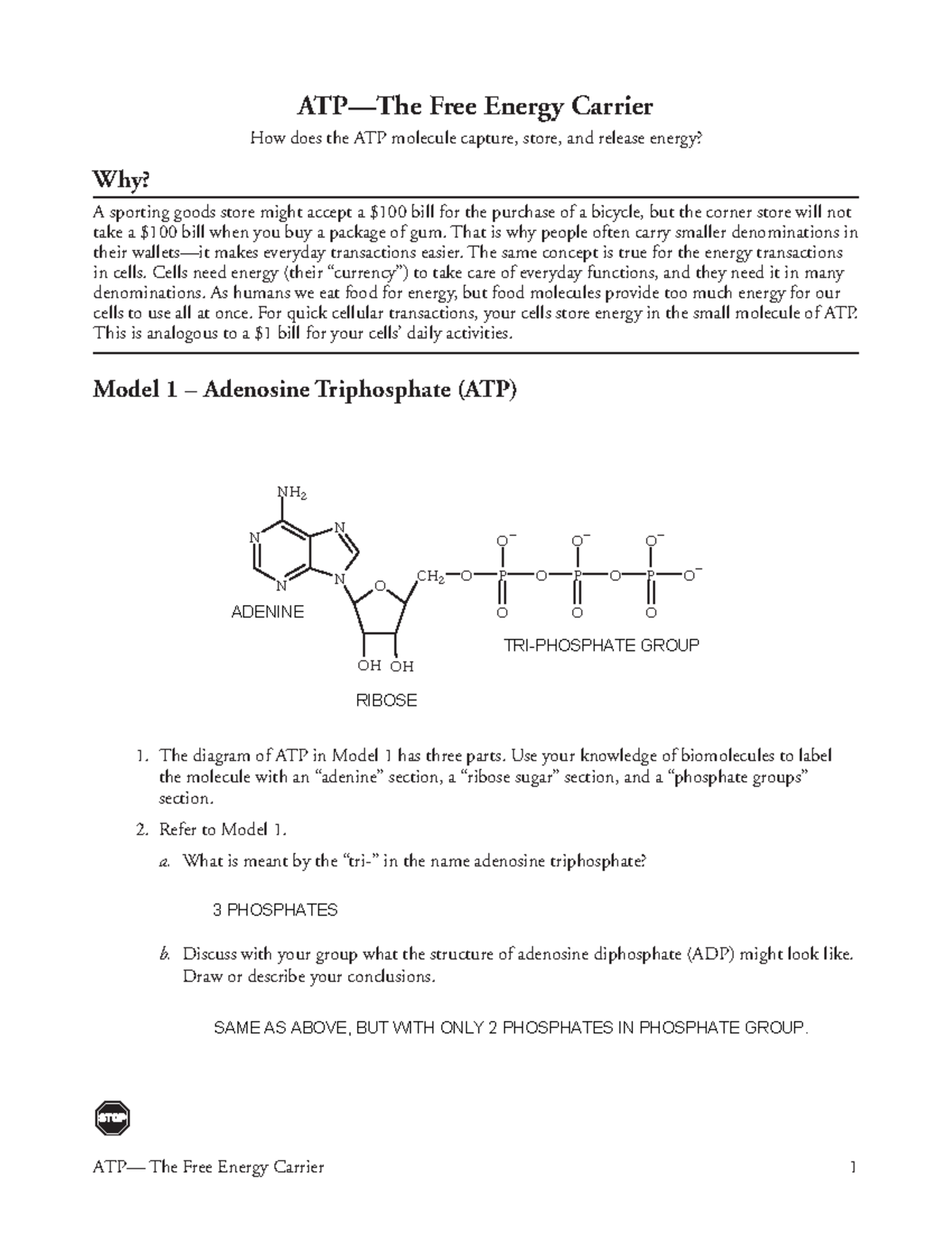 POGIL 7 ATP-The Free Energy Carrier-KEY - ATP— The Free Energy Carrier ...