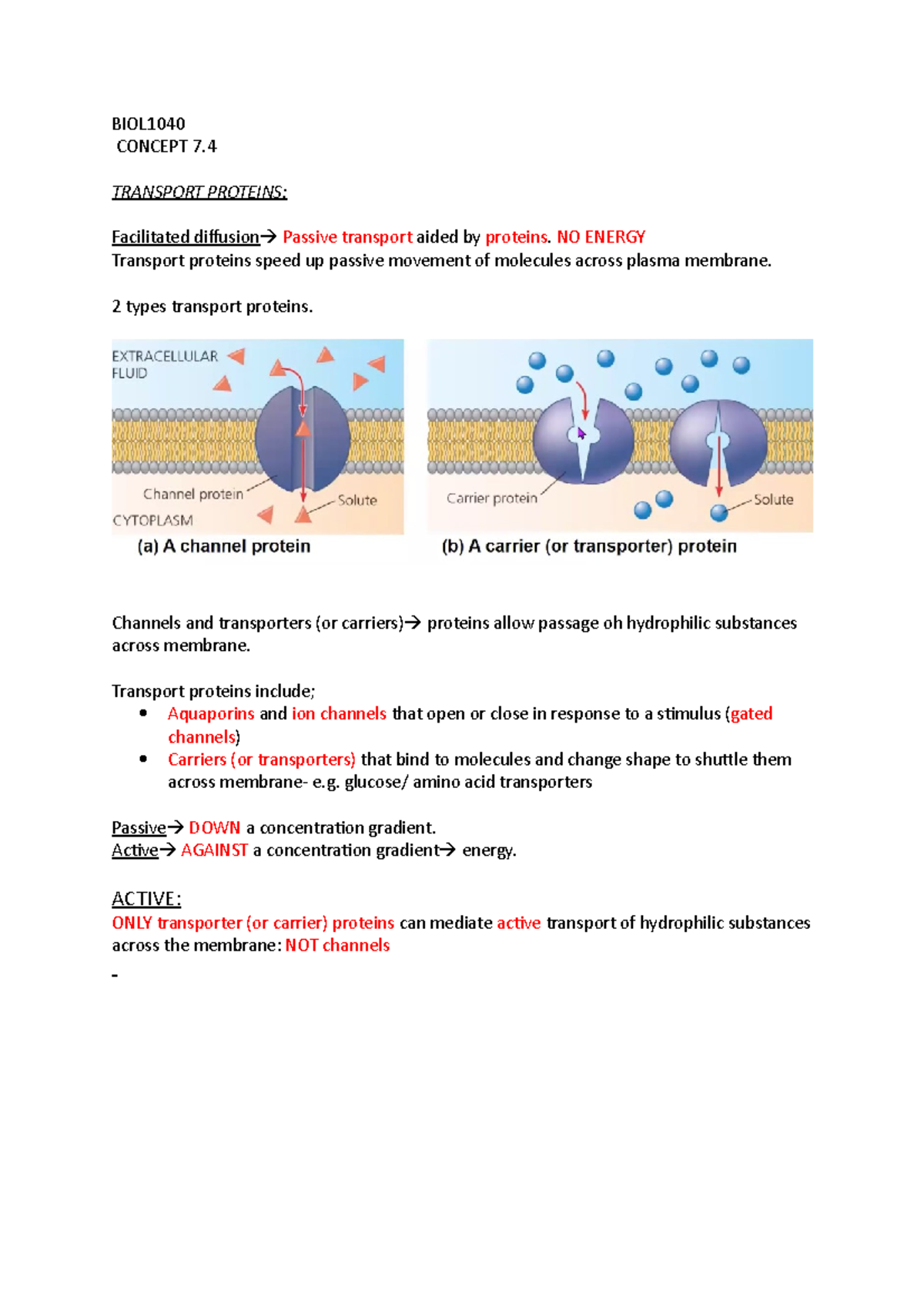 BIOL1040 notes for class - BIOL CONCEPT 7. TRANSPORT PROTEINS ...