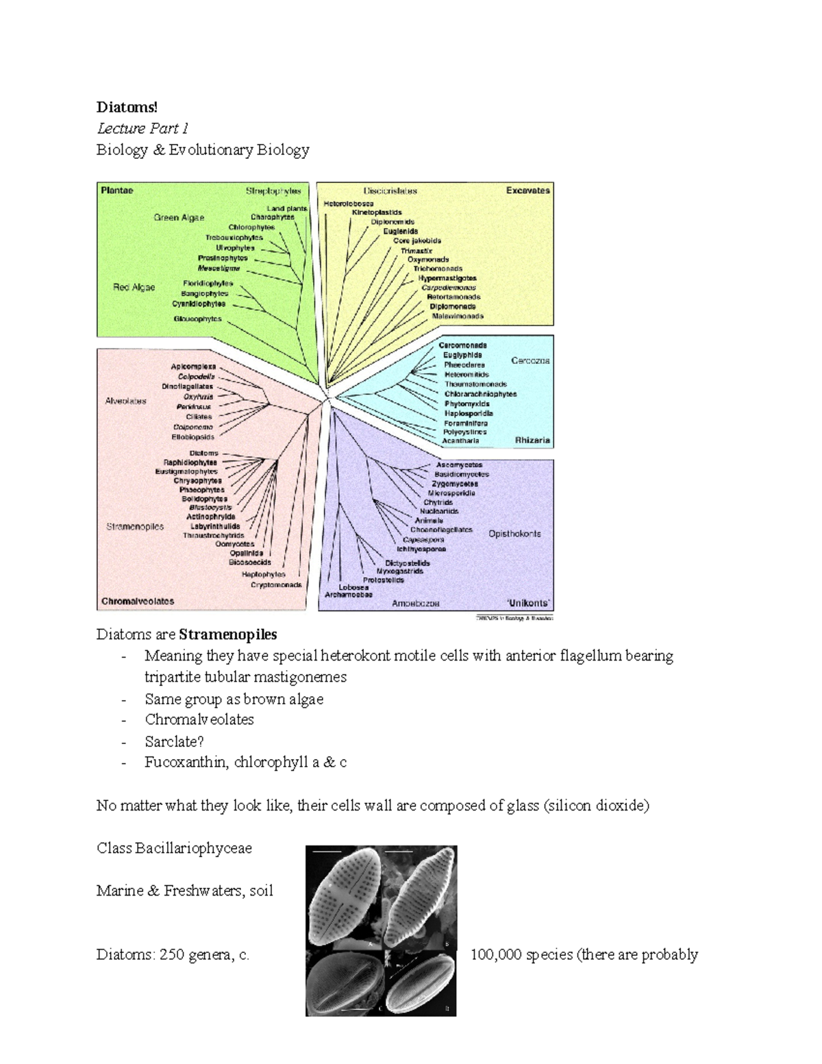 Diatoms - Dr. Bailey - Diatoms! Lecture Part 1 Biology & Evolutionary ...