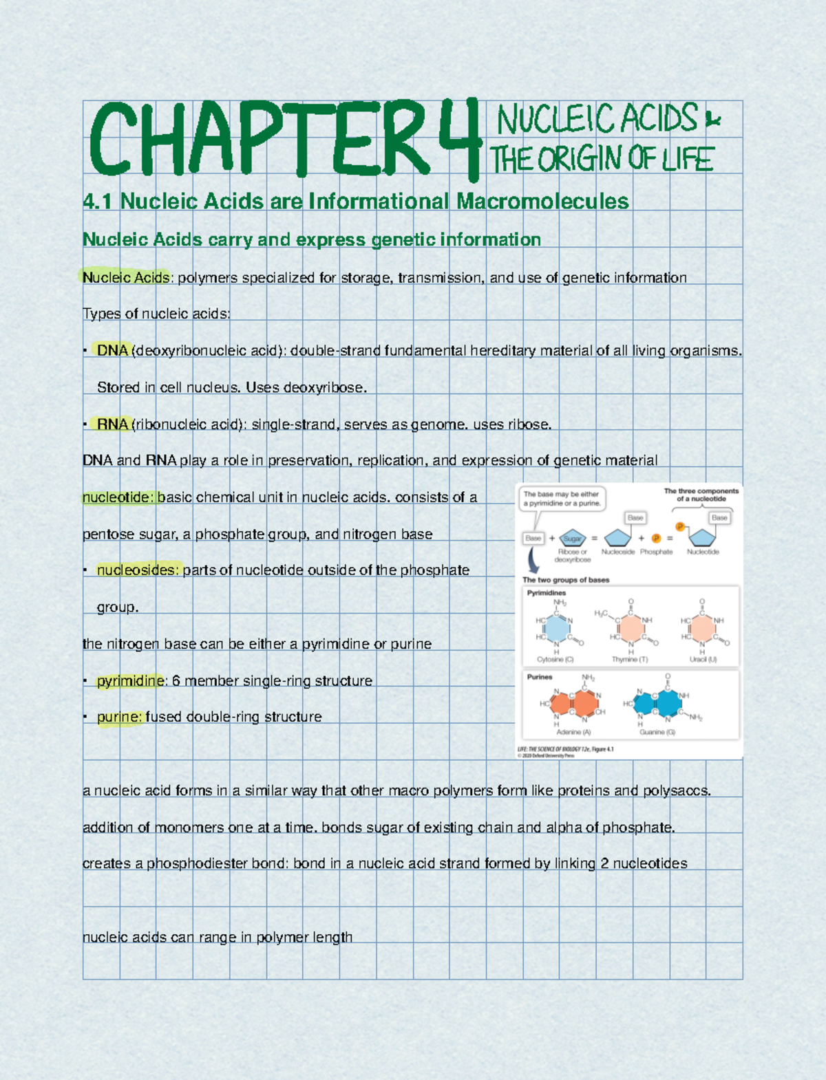 Chapter 4 Notes - 4 Nucleic Acids are Informational Macromolecules ...