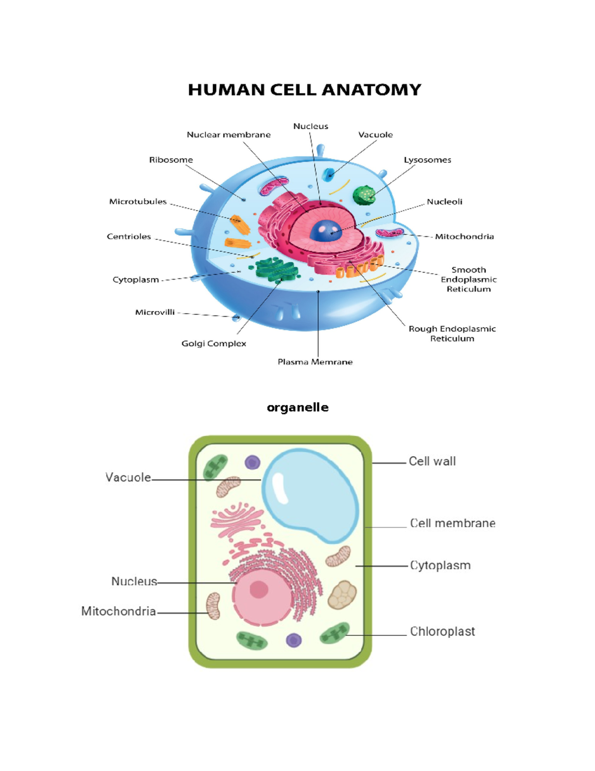 Organelle - organelle Tube like structures made up of protein strands ...