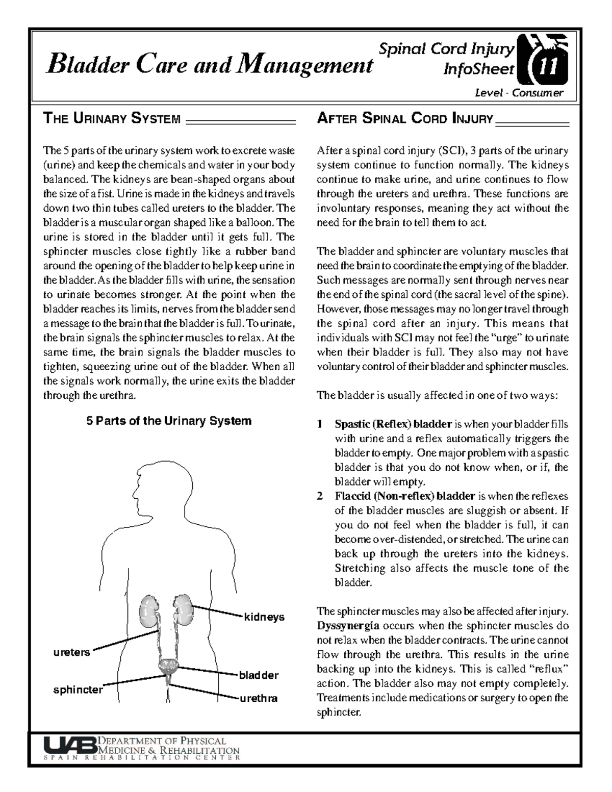 Bladder Care and Management - THE URINARY SYSTEM The 5 parts of the ...