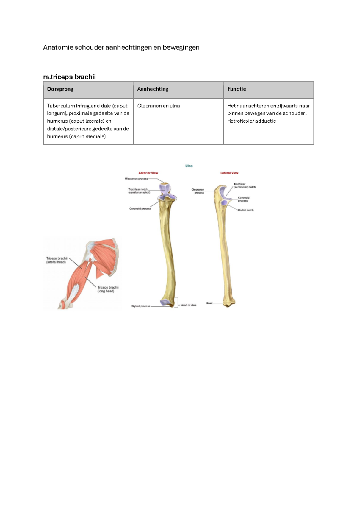 Anatomie schouder aanhechtingen en bewegingen - Retroflexie/ adductie m ...