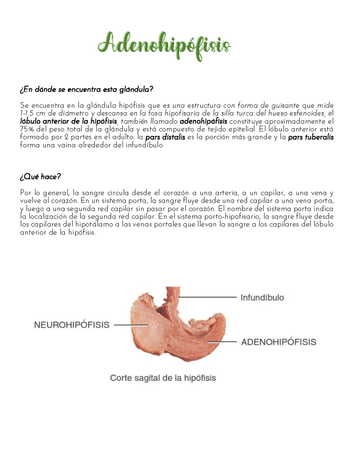 Adeno hipófisis - ..... - øEn dÛnde se encuentra esta gl·ndula? Se ...