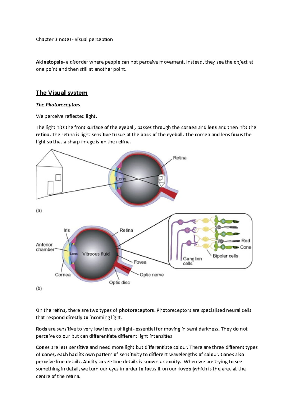 Chapter 3 visual perception - Chapter 3 notes- Visual perception ...