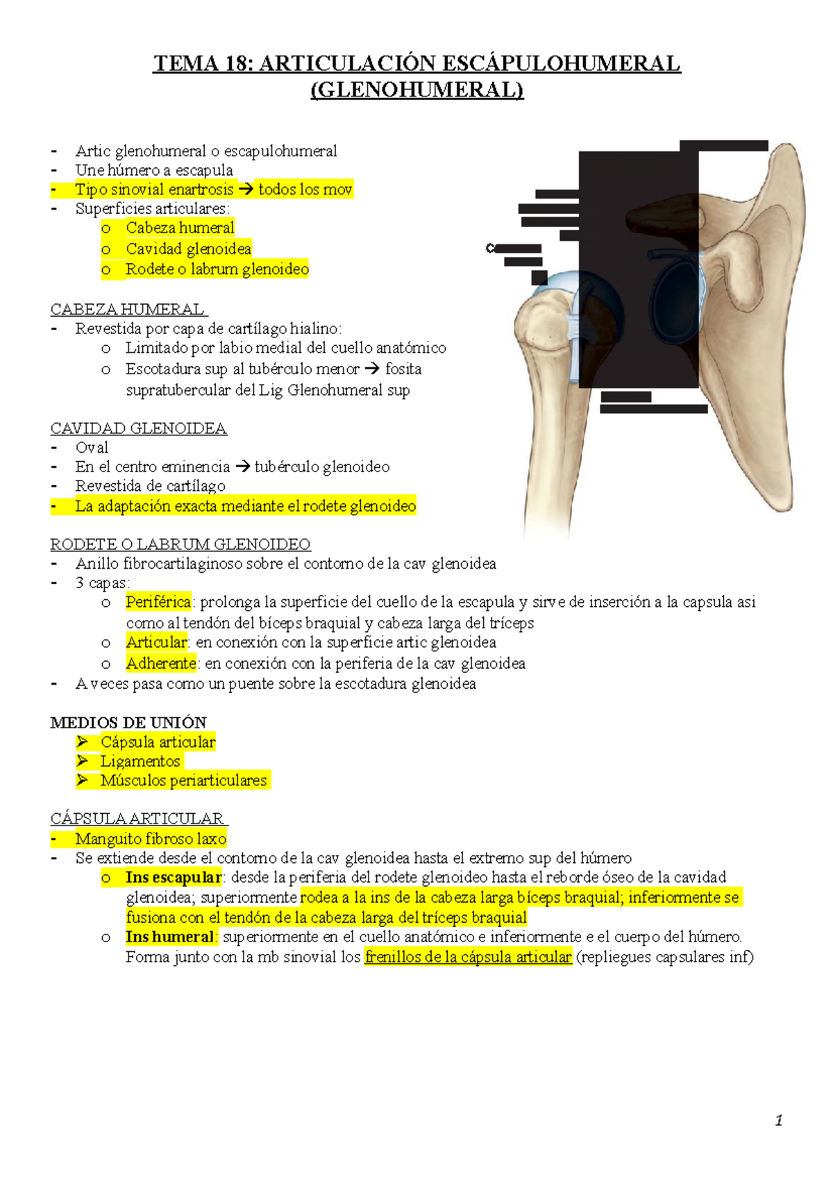TEMA 18 - artic escapulohumeral - TEMA 18: ARTICULACIÓN ESCÁPULOHUMERAL ...