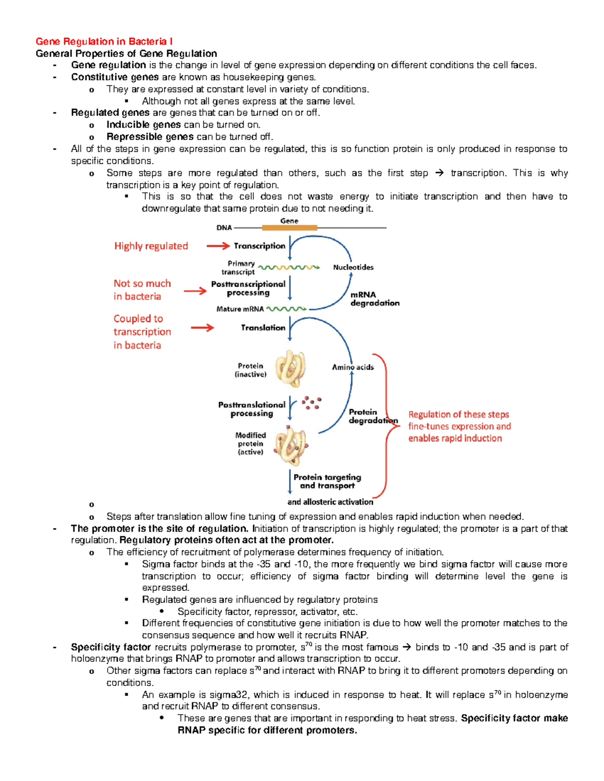 Exam IV - Study Guide - Lecture notes Gene Regulation - Gene Regulation ...