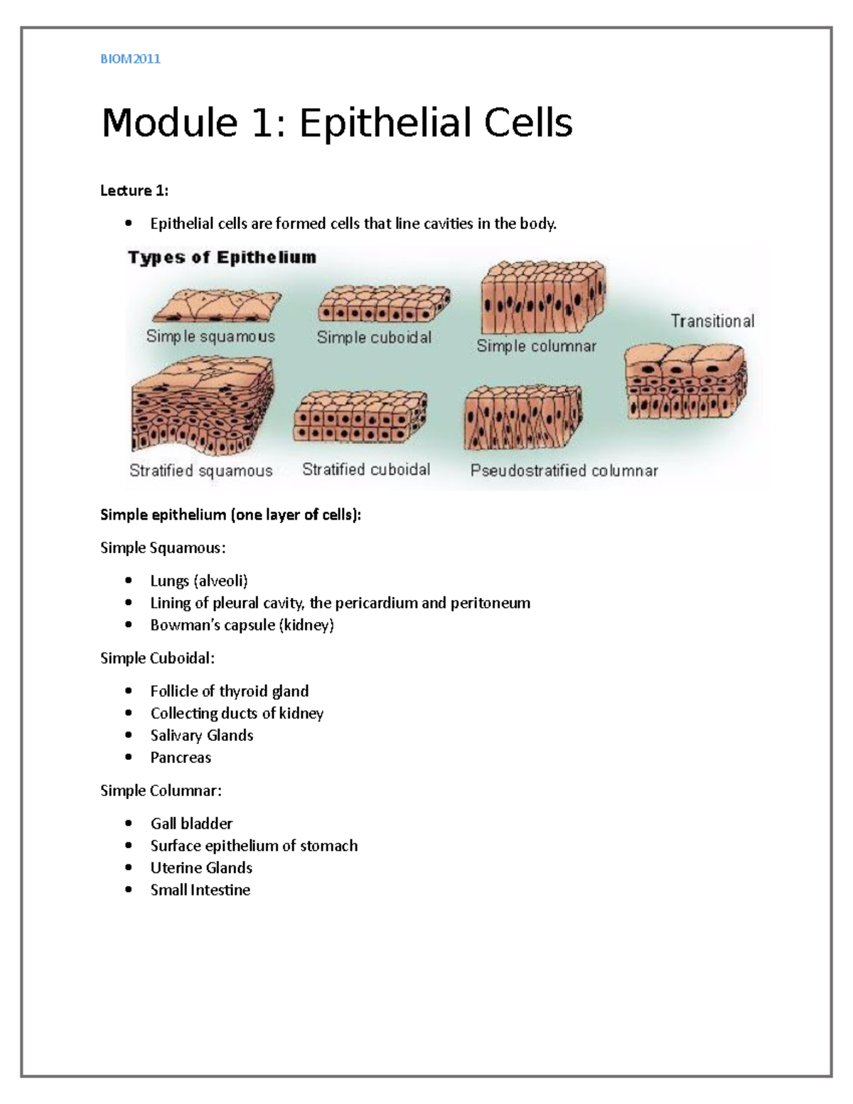 Notes - Lecture note All weeks - BIOM2011 Module 1: Epithelial Cells ...
