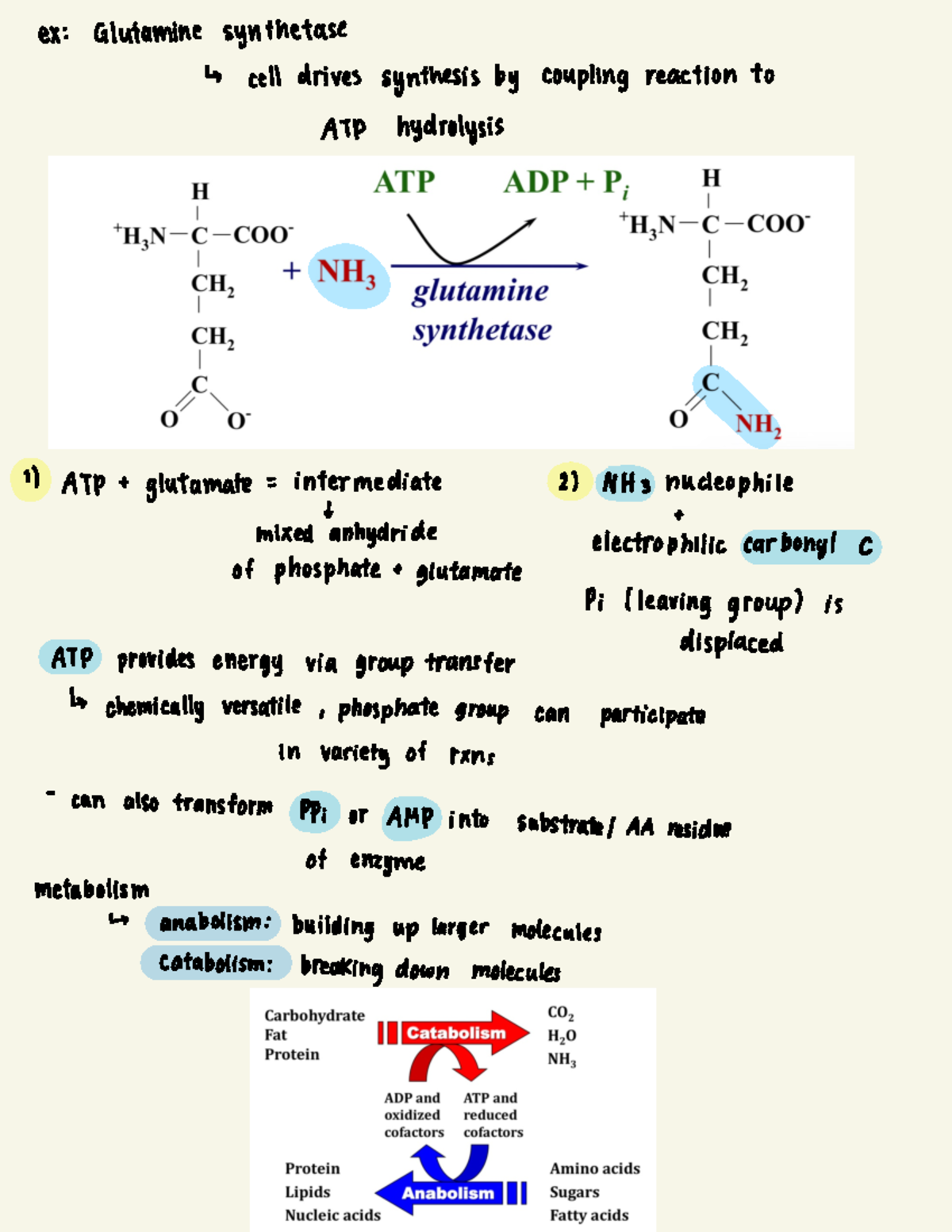 Bioc 2580 - Biochem ATP to ADP example glutamine synthetase - ex ...