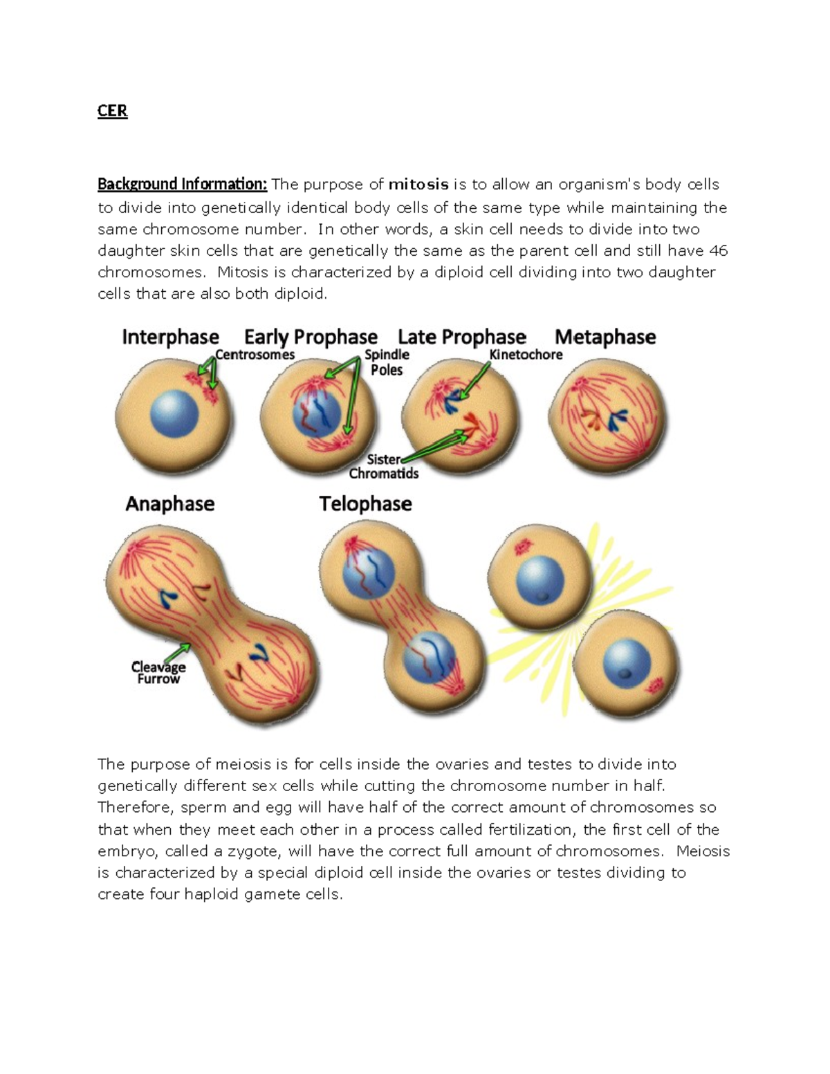 Bio CER Mitosis and Meiosis - CER Background Information: The purpose ...