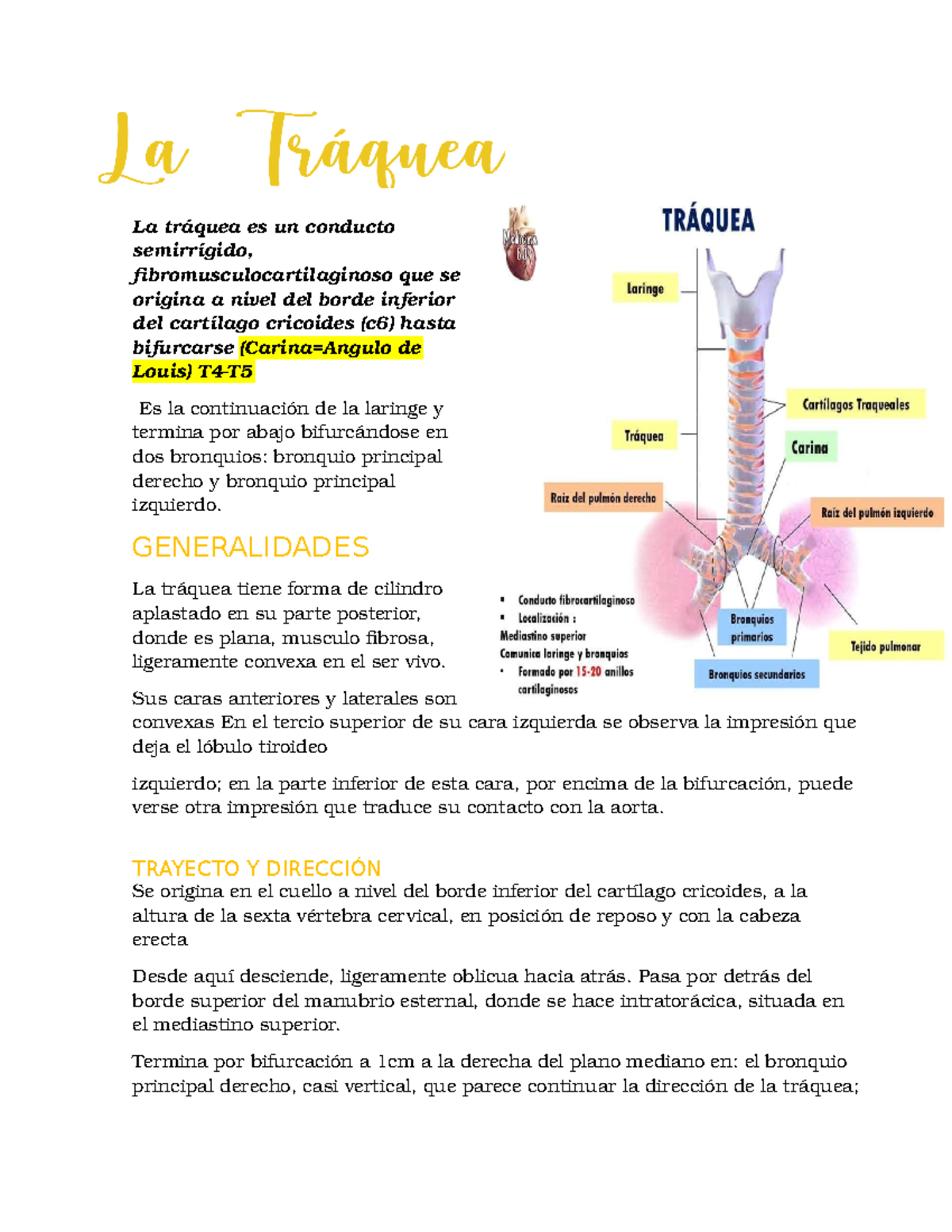 Resumen clases de anatomia II - La tráquea es un conducto semirrígido ...