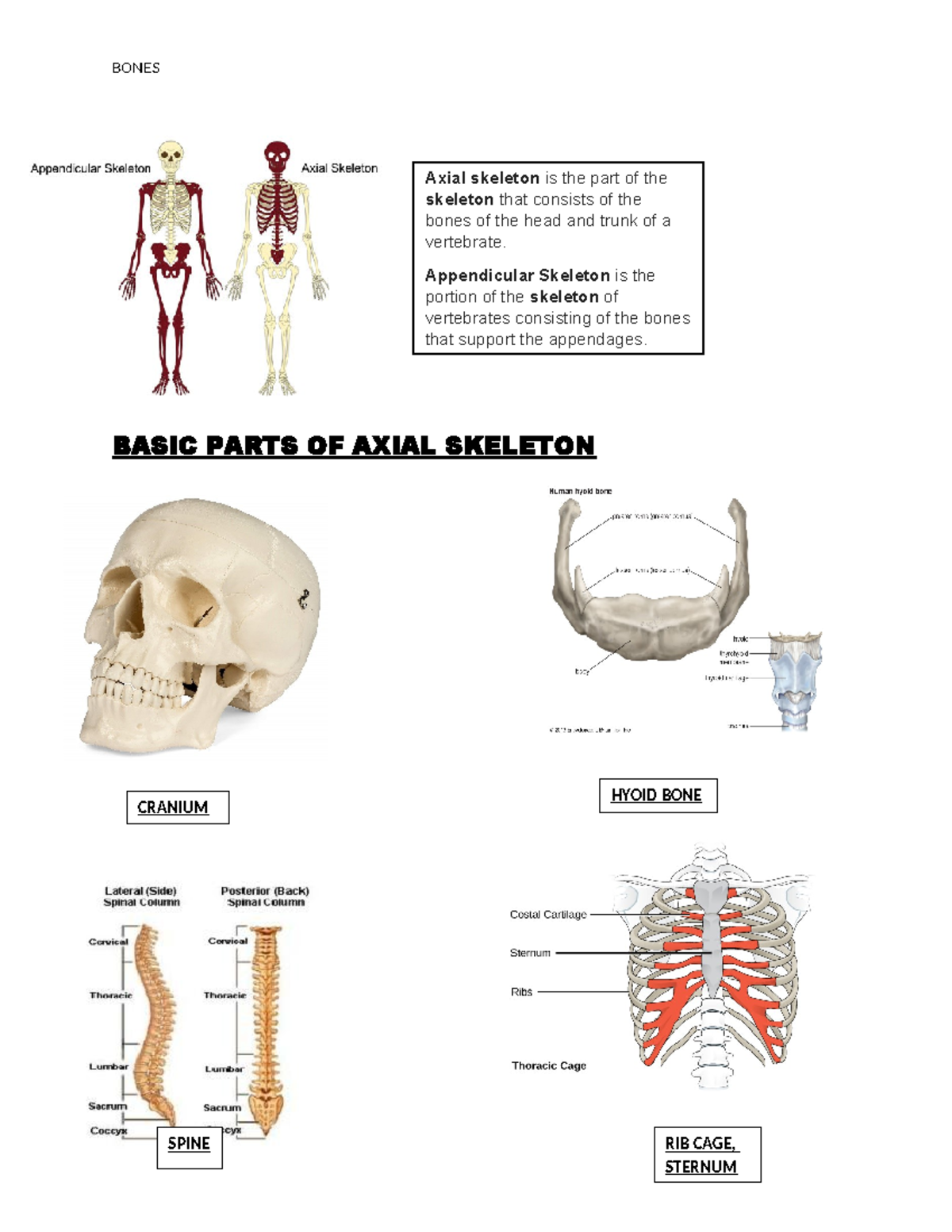 Bones - Notes - BASIC PARTS OF AXIAL SKELETON Axial skeleton is the ...