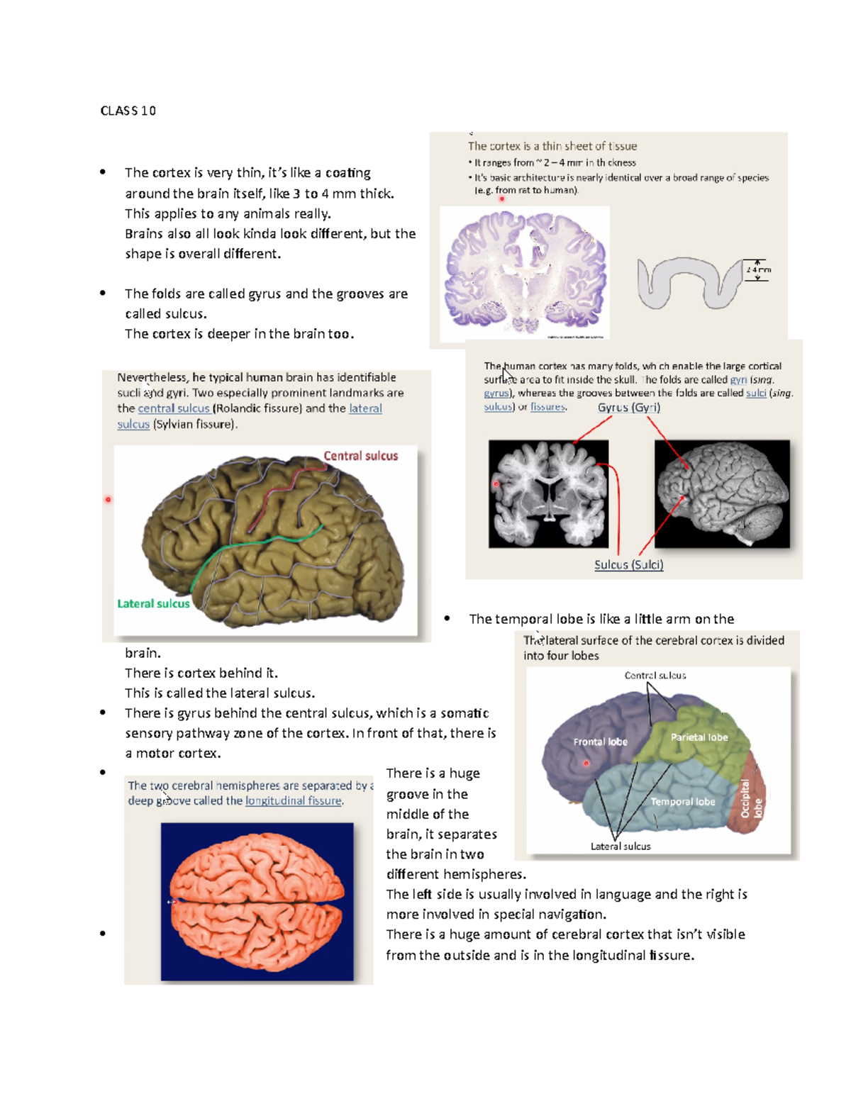 Class 10 - cortex layers - CLASS 10 The cortex is very thin, it’s like ...