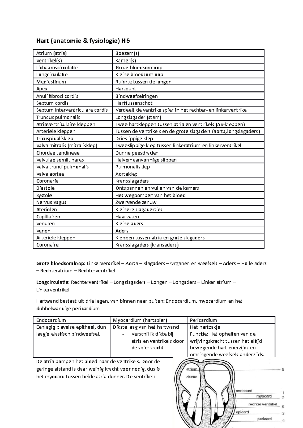 Hart en anatomie - Hart (anatomie & fysiologie) H Atrium (atria) Boezem ...