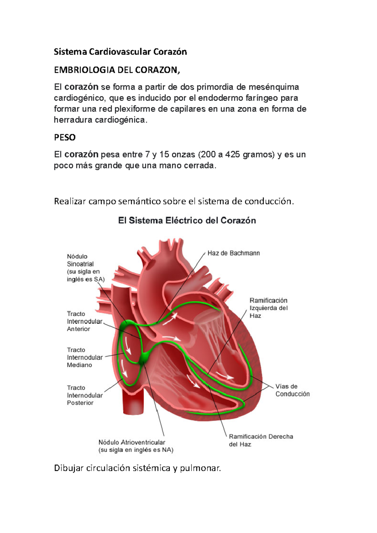 Sistema Cardiovascular Corazón - Sistema Cardiovascular Corazón ...
