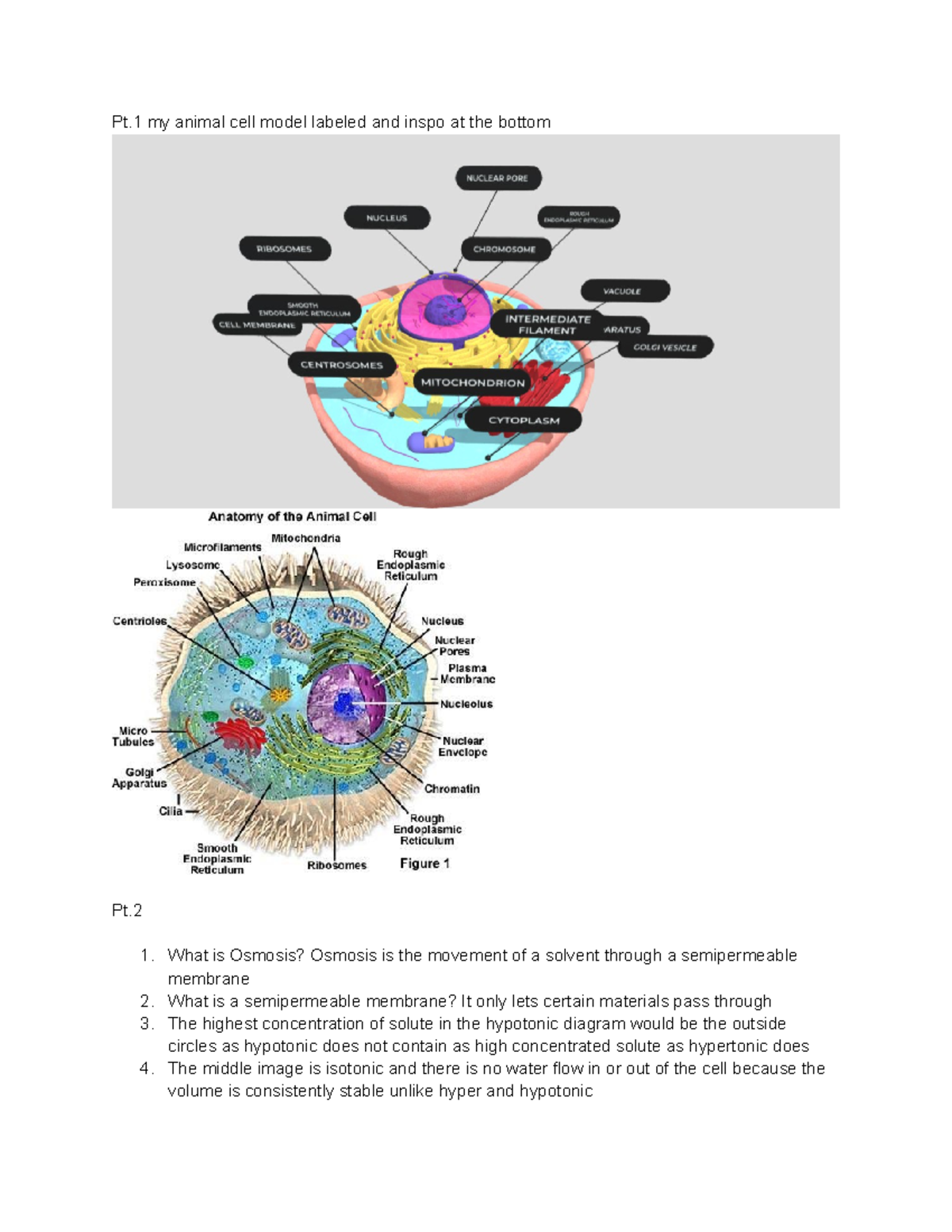 Anatomy and physio - Pt my animal cell model labeled and inspo at the ...