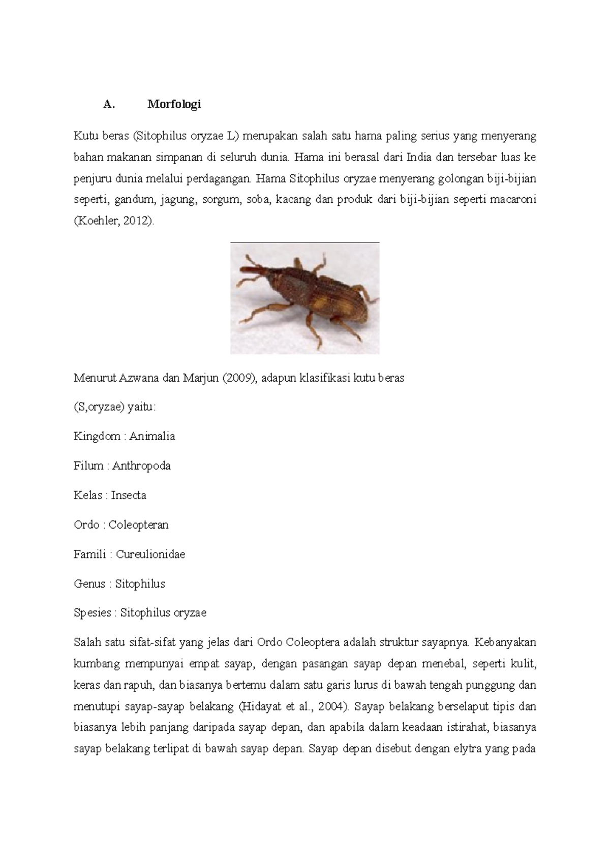 Kutu beras - A. Morfologi Kutu beras (Sitophilus oryzae L) merupakan ...