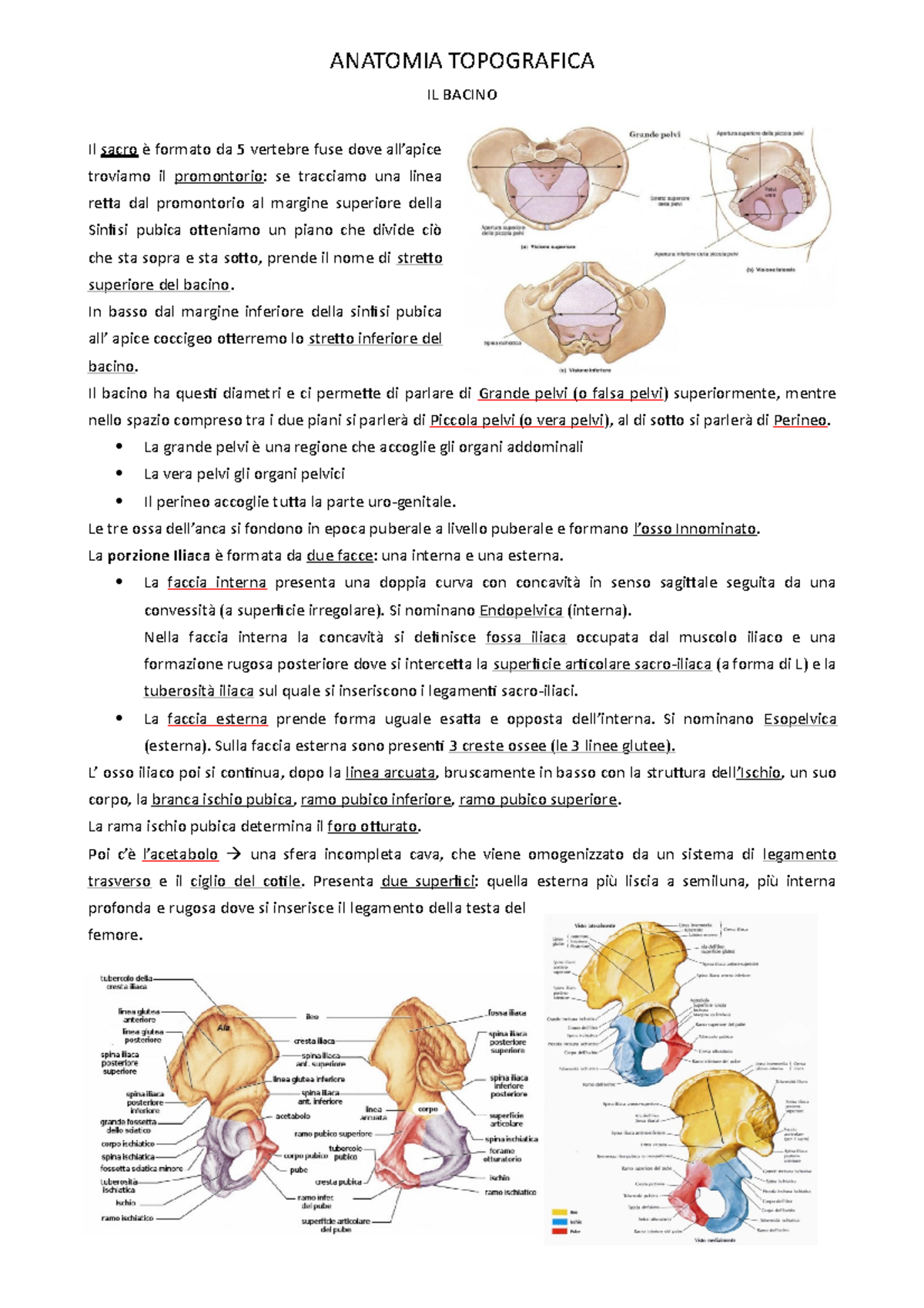 Anatomia Topografica - bacino - ANATOMIA TOPOGRAFICA IL BACINO Il sacro ...