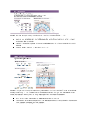 Physio Ex Exercise 4 - Metabolism and Thyroid Hormone - PhysioEx Lab ...