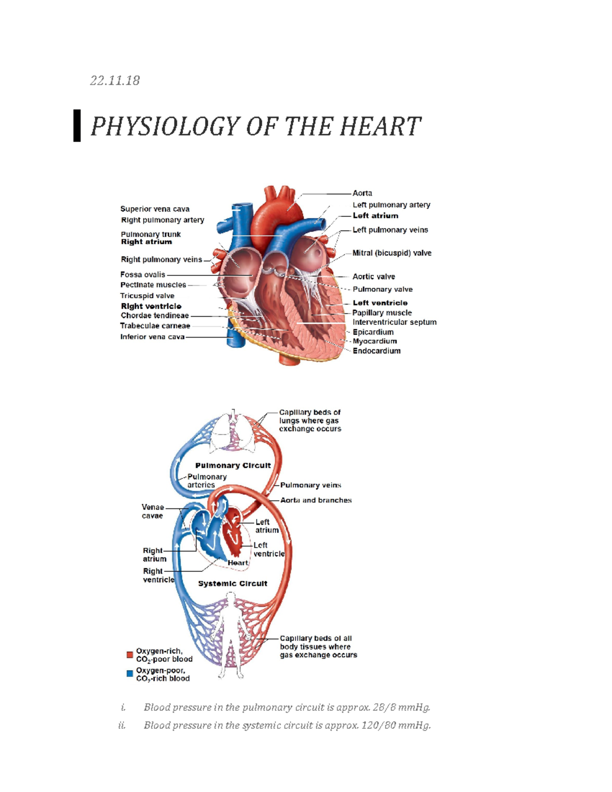 Cardiovasulcar physiology notes - 22. PHYSIOLOGY OF THE HEART i. Blood ...