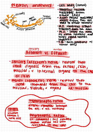 Anatomy Ch 1 Pg 1 - Ch 1 Summary - ANATOMY - CHAPTER I READING * The ...