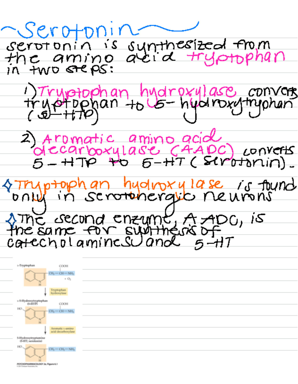 Serotonin - serotonin - serotonin is synthesized from the amino acid tryptophan in two steps ...