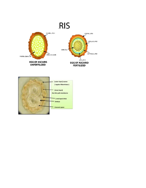 Capillaria - manual - A. Typical Capillaria Ovum: Elongated or barrel ...