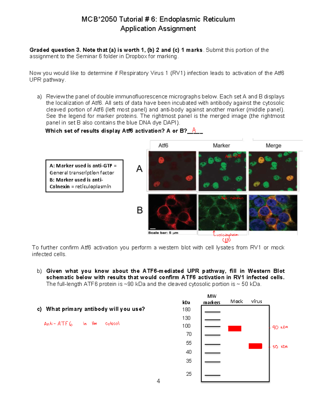 Endoplasmic reticulum seminar 6 PDF NEW - 4 MCB*2050 Tutorial # 6 ...