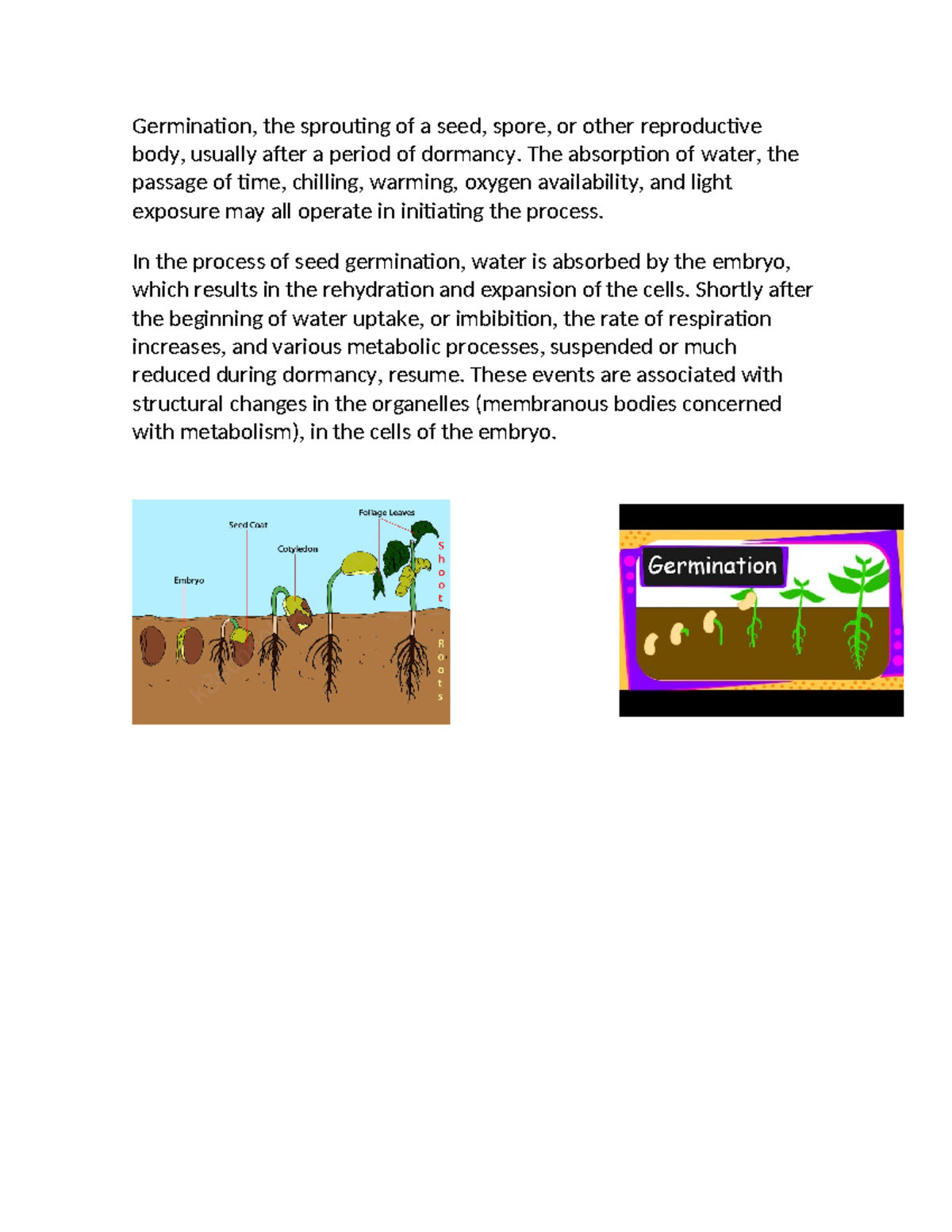 Germination - Tarea - Germination, the sprouting of a seed, spore, or ...